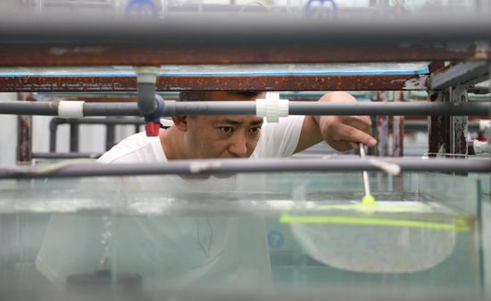 Villager Li Guopeng Sorts Out Fish Editorial Stock Photo - Stock Image | Shutterstock
