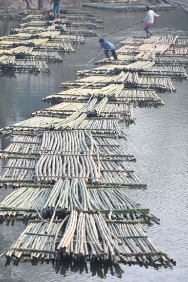 Indian Labourers Manouver Pontoon Bamboo Poles Editorial Stock Photo ...