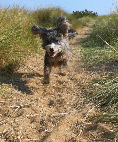 Cookie Cockapoo Dog Goes Run Through Editorial Stock Photo - Stock ...