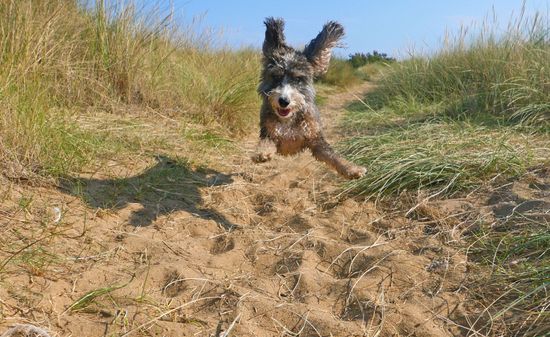 Cookie Cockapoo Dog Goes Run Through Editorial Stock Photo - Stock ...