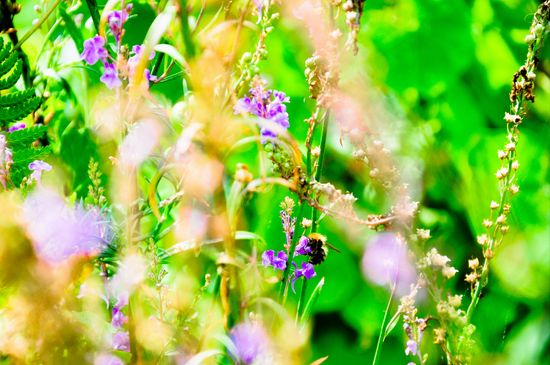 Bumblebee Forages Nectar Isle Portland Garden Editorial Stock Photo ...