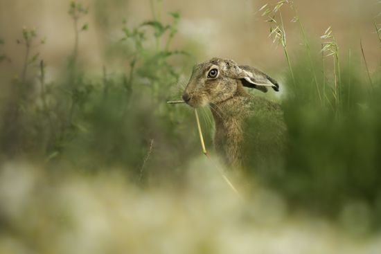 Whats Doc This Hare Looks Like Editorial Stock Photo - Stock Image ...