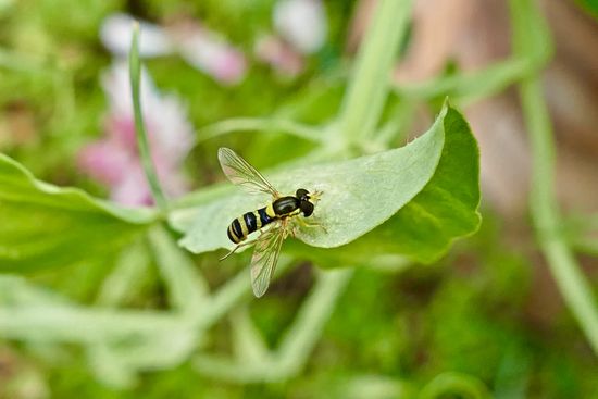 Hover Flies On Leaves Humidity Editorial Stock Photo - Stock Image ...