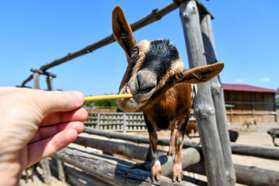 American Pygmy Goat Eats Treat Safari Editorial Stock Photo - Stock ...