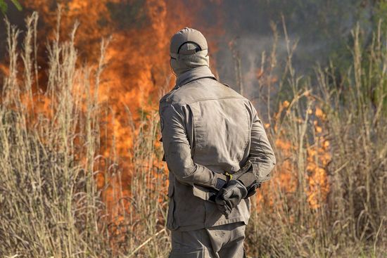 Firefighters Try Put Out Forest Fires Editorial Stock Photo - Stock ...