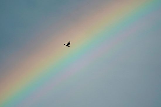 Bird Flies Past Rainbow Appearing Tokyo Editorial Stock Photo - Stock ...