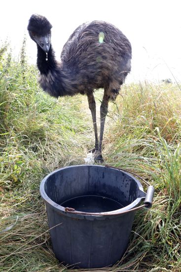 Flightless Bird Nearly 6ft Tall Youd Editorial Stock Photo - Stock ...