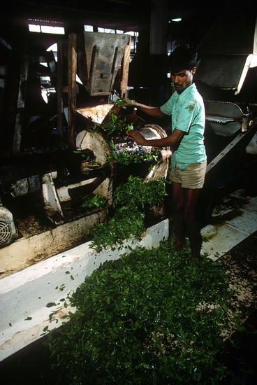 Worker Processing Tea Leaves Editorial Stock Photo - Stock Image ...