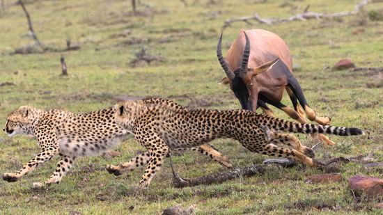 Female Topi Continues Chase Cheetahs Away Editorial Stock Photo - Stock ...