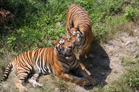 Northeast Tigers Cool Off Tiger Forest Editorial Stock Photo - Stock ...
