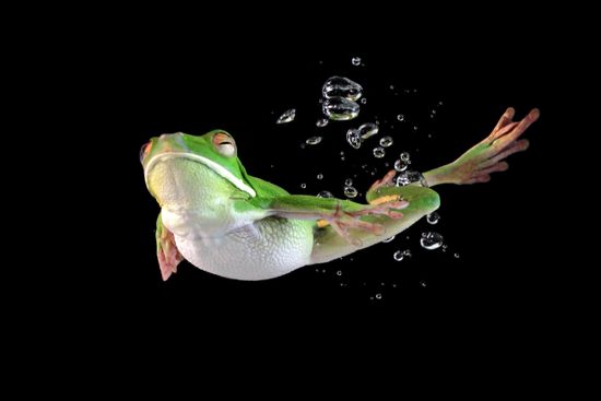 Frog Appears Float Through Air These Editorial Stock Photo - Stock ...