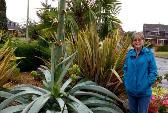 Julie Crook Stood Next Agave Plant Editorial Stock Photo - Stock Image ...