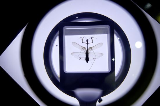 Insect Specimen Seen Shanghai Entomological Museum Editorial Stock ...