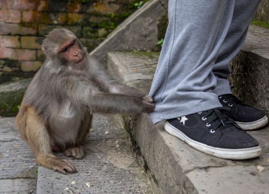 Monkey Clings Amar Bajracharys Trouser He Editorial Stock Photo - Stock ...