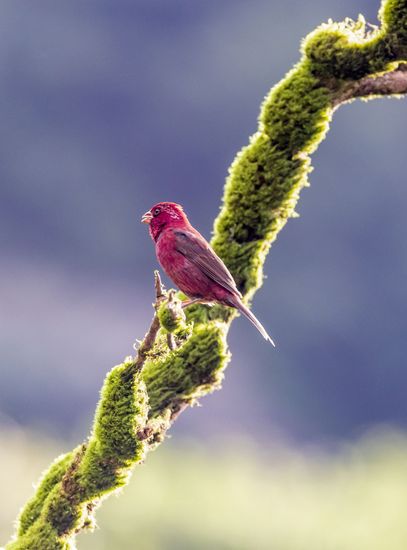 Red Rosefinch Listed On Iucn Red Editorial Stock Photo - Stock Image ...