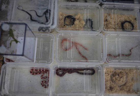 Live Snakes Placed Plastic Boxes Display Editorial Stock Photo - Stock ...
