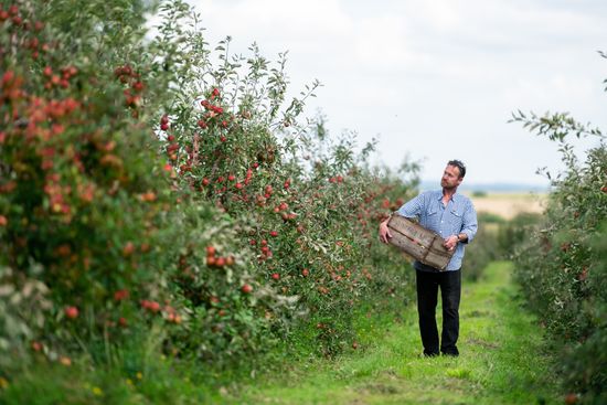 Colin Pratt Inspects Crop Cox Apples Editorial Stock Photo - Stock ...