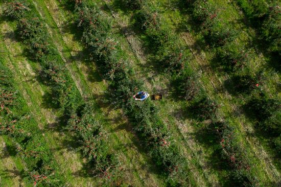 Colin Pratt Inspects Crop Cox Apples Editorial Stock Photo - Stock ...