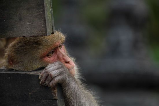 Monkey Lying Down On Bench Swyambhunath Editorial Stock Photo - Stock ...
