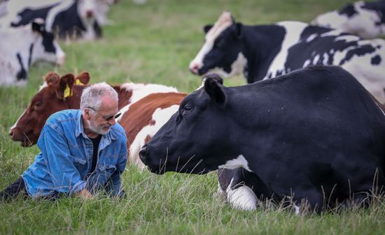Jan Gerdes Cow On Meadow Hof Editorial Stock Photo - Stock Image ...