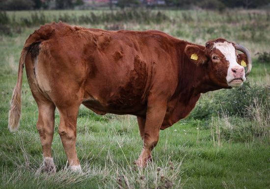 Elderly Cow On Meadow Hof Butenland Editorial Stock Photo - Stock Image ...
