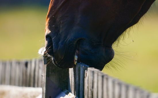 Horse Nibbles On Fence Panel Home Editorial Stock Photo - Stock Image ...