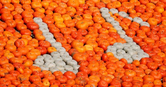 Pumpkins On Display Pumpkin Exhibition Baroque Editorial Stock Photo ...