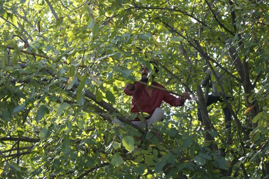 Kashmiri Villager Picks Walnuts Trees Before Editorial Stock Photo ...