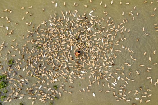 Lone Farm Worker Surrounded By Hundreds Editorial Stock Photo - Stock ...