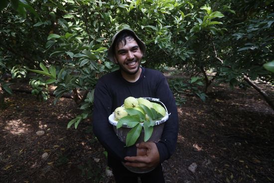 Palestinian Farmer Harvests Fresh Guavas Field Editorial Stock Photo ...