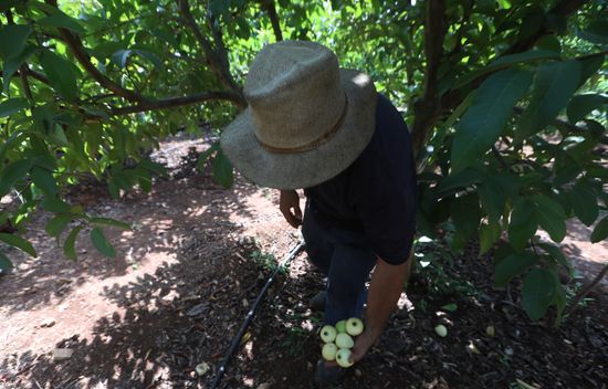 Palestinian Farmer Harvests Fresh Guavas Field Editorial Stock Photo ...