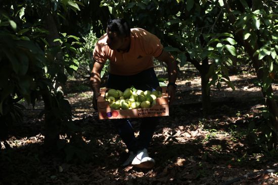 Palestinian Farmer Harvests Fresh Guavas Field Editorial Stock Photo ...
