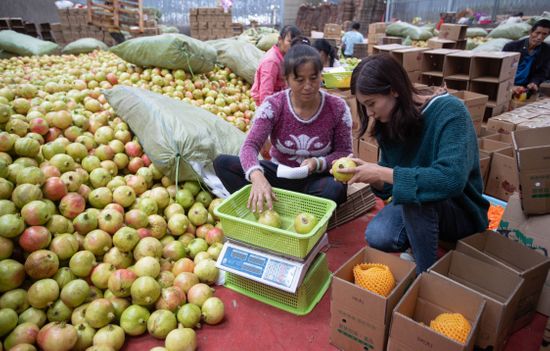 He Shuang R Front Checks Pomegranates Editorial Stock Photo - Stock ...