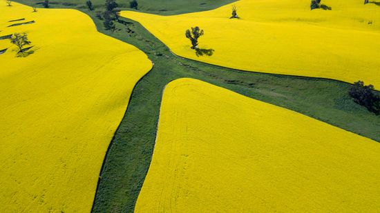 Aerial View Canola Crop Near Harden Editorial Stock Photo - Stock Image ...
