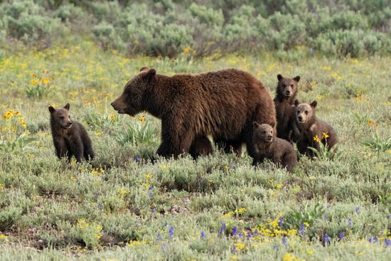 Grizzly Bear Spotted Rare Sighting Her Editorial Stock Photo - Stock ...