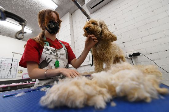 Employees Spa Bark Dog Grooming Attend Editorial Stock Photo - Stock ...