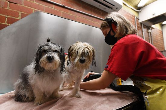 Employees Spa Bark Dog Grooming Attend Editorial Stock Photo - Stock ...