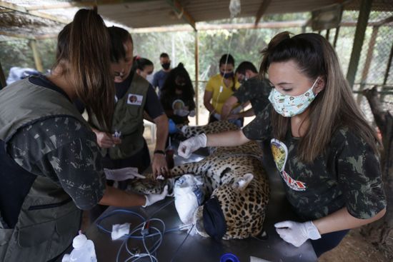 Staff Members Treat Wounded Leopard Animal Editorial Stock Photo ...