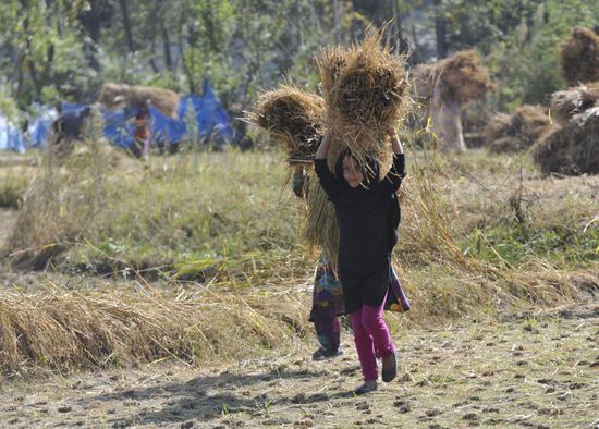 Children Seen Carrying Paddy Crop Field Editorial Stock Photo - Stock ...