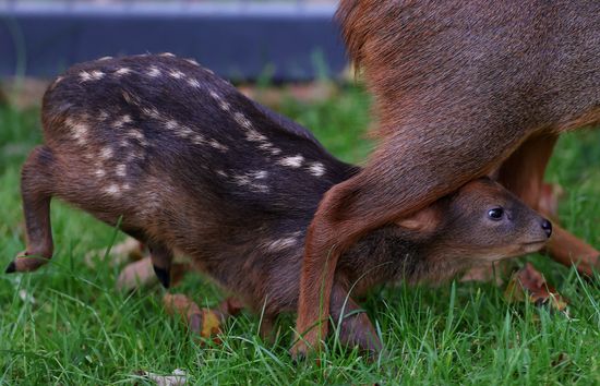 Newborn Southern Pudu Baby His Mother Editorial Stock Photo - Stock ...