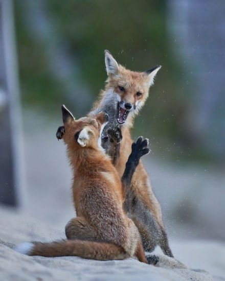 Pair Young Red Foxes Frolic Play Editorial Stock Photo - Stock Image ...