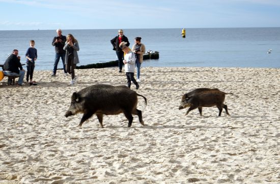 Wild Boars Walk Beach During Coronavirus Editorial Stock Photo - Stock ...