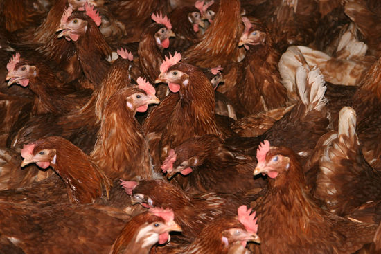 Barn Kept Hens Egg Production Editorial Stock Photo - Stock Image ...