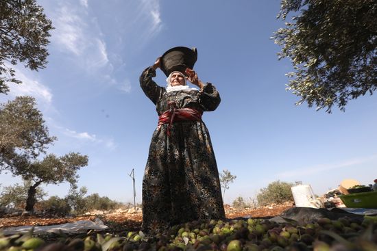 Palestinian Ruqaya Rajab 84 Tips Olives Editorial Stock Photo - Stock ...