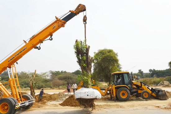 Tree Being Replanted After Removed Due Editorial Stock Photo - Stock ...