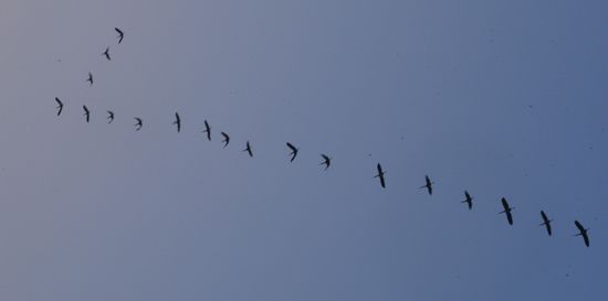 Fleet Birds Seen Flying Over Connaught Editorial Stock Photo - Stock ...