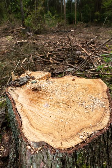 Logged Tree Stump Editorial Stock Photo - Stock Image | Shutterstock
