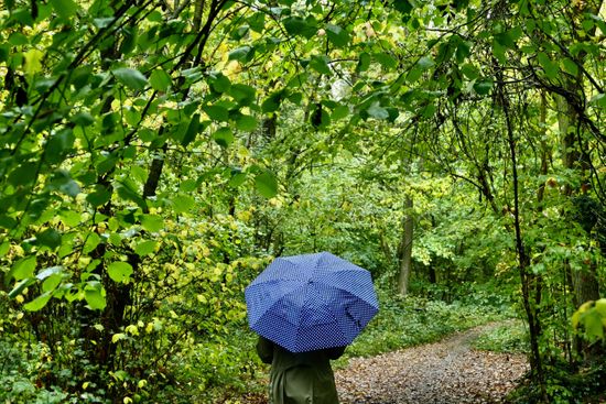 People Walk Under Canopy Trees Heavy Editorial Stock Photo - Stock ...