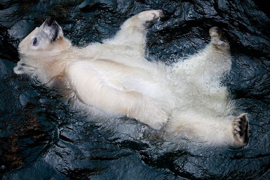 Smiling Polar Bear Lazily Floats Bellyup Editorial Stock Photo - Stock ...