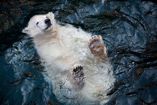 Smiling Polar Bear Lazily Floats Bellyup Editorial Stock Photo - Stock ...